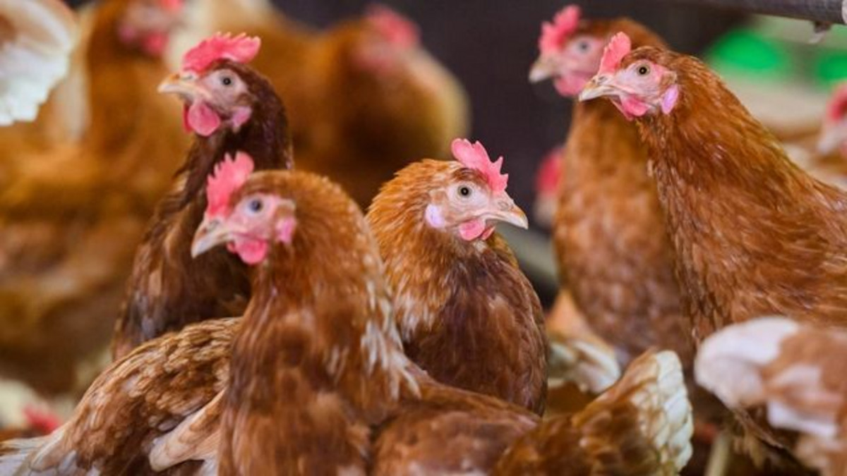 Vogelgrippe grassiert in Deutschland – so gefährlich ist das für Sie