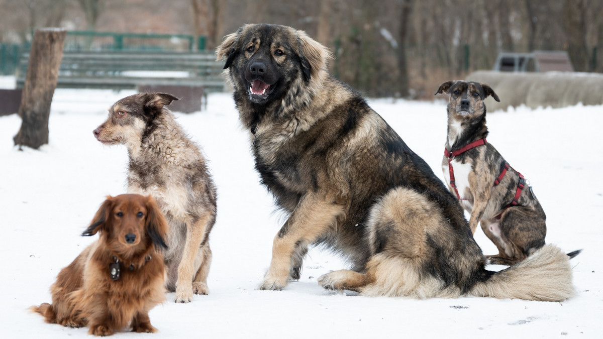 Silvesterstress: So viele Haustiere sind in Hessen entlaufen