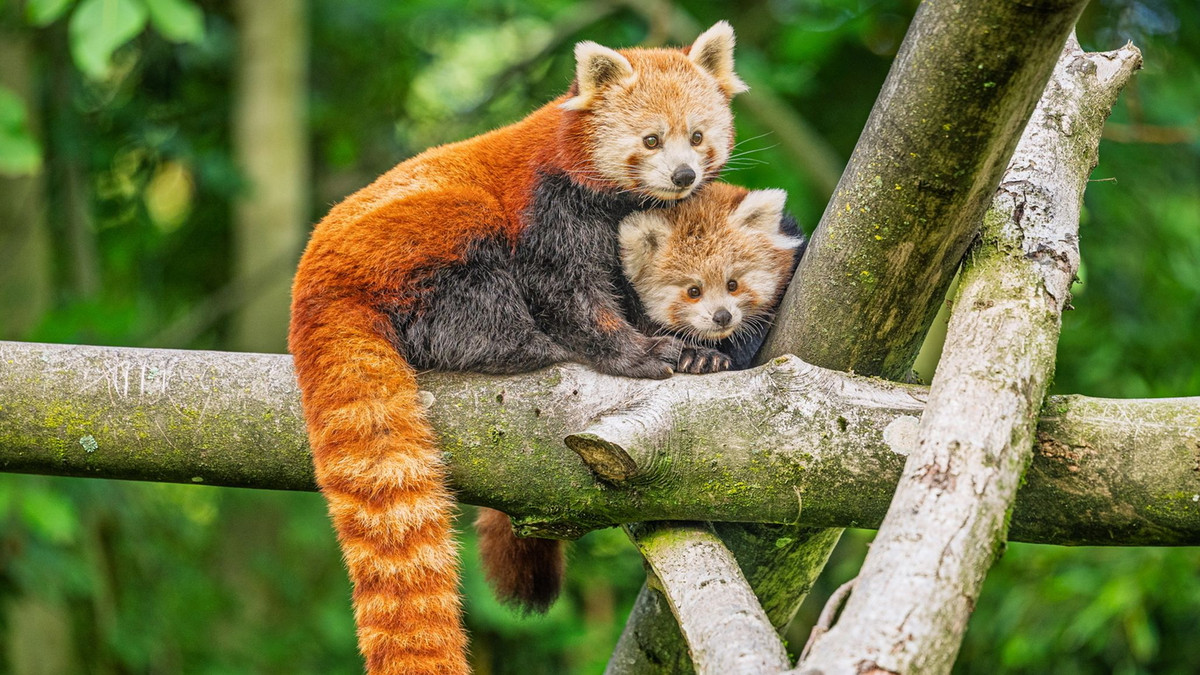 Panda-Nachwuchs im Opel-Zoo in Kronberg
