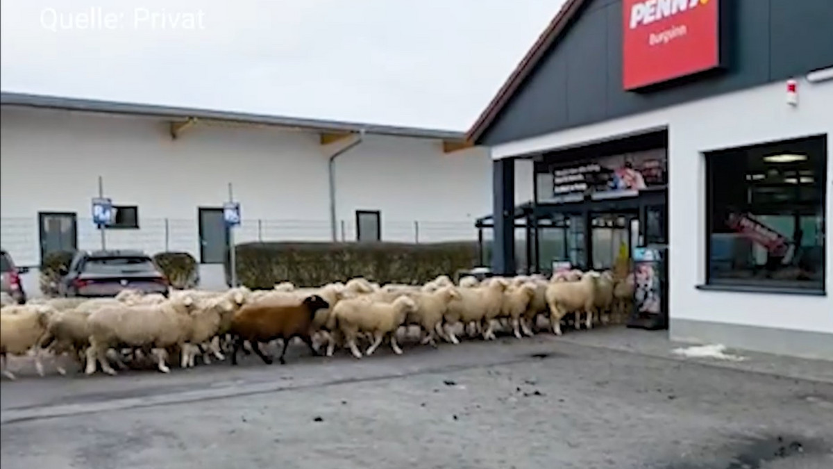 50 Schafe im Penny in Burgsinn: Schäfer kann sich nun freuen