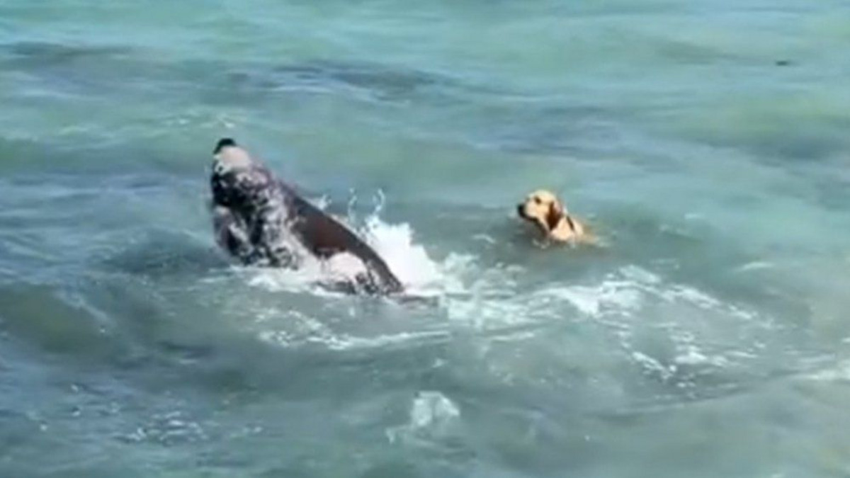 Hund spielt mit Robbe im Meer - und geht viral
