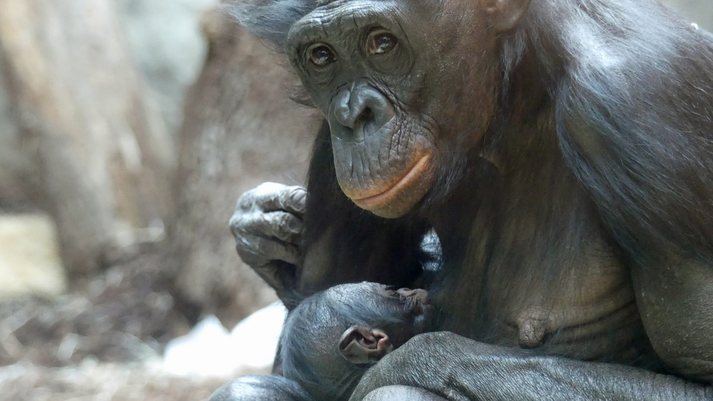 Nachwuchs bei den Bonobos im Frankfurter Zoo