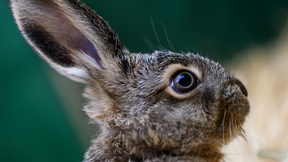 Brut- und Setzzeit: NABU bittet Spaziergänger um Rücksicht