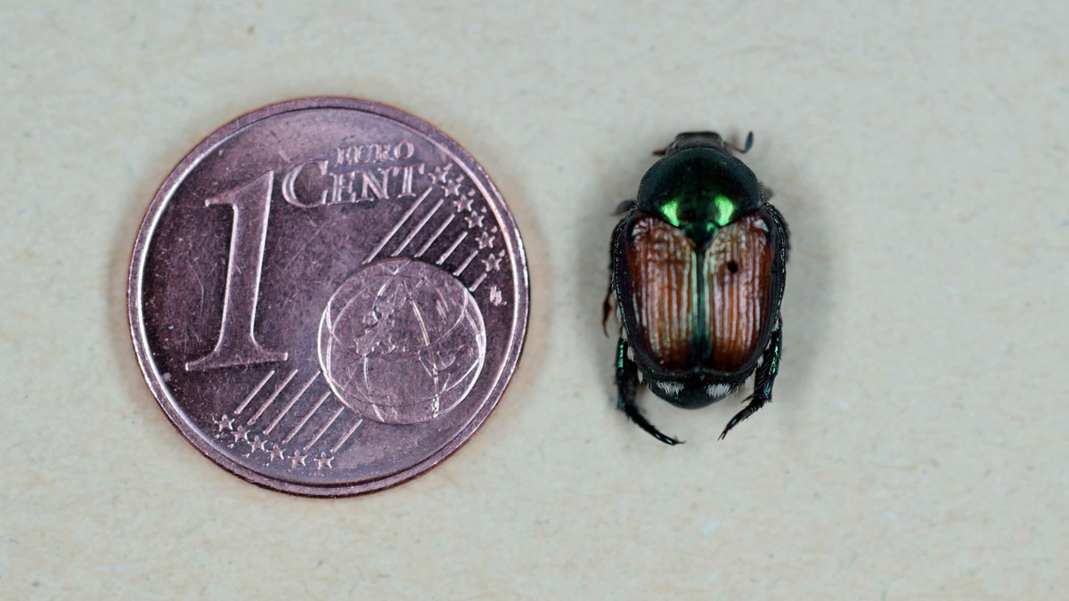 Pflanzenschutz bittet um Unterstützung: Erstmals Japankäfer in Hessen