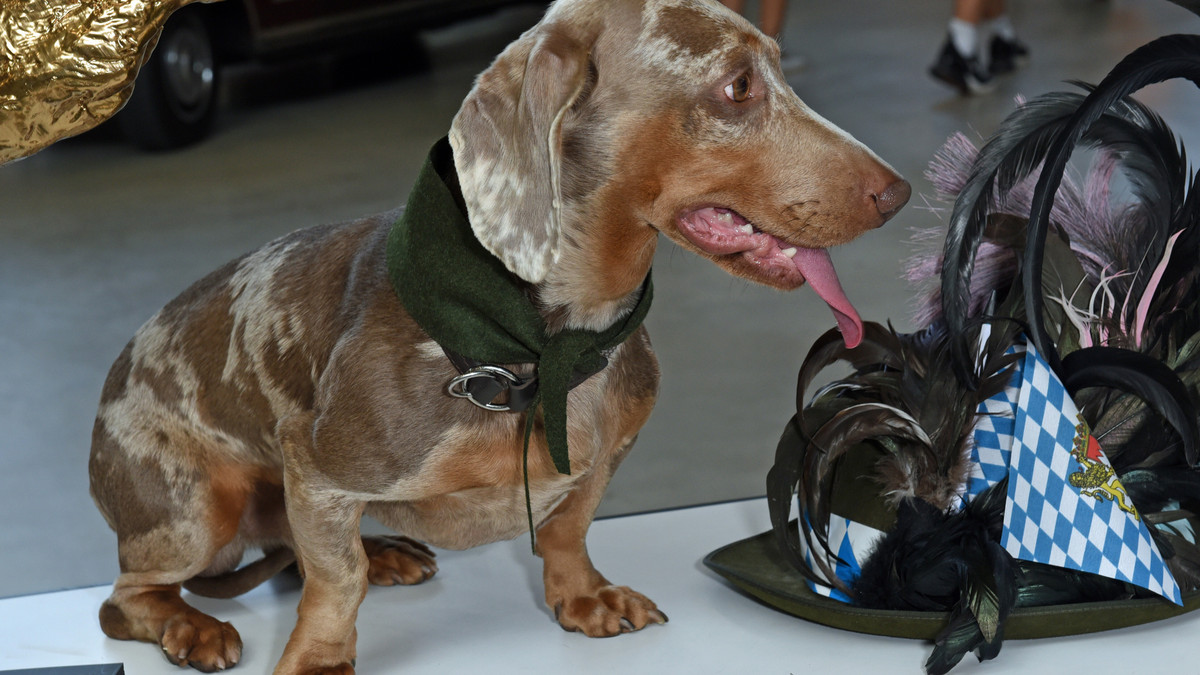 Dackelrennen in München: Dackel Luitpold zum dritten Mal Meister