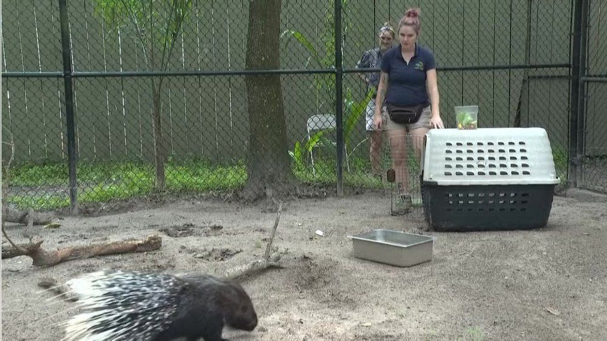 Florida bangt vor Hurrikan "Milton": Zoo bringt Tiere in Sicherheit