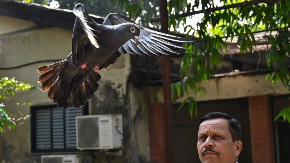 Unter Spionage-Verdacht: Taube aus Haft entlassen