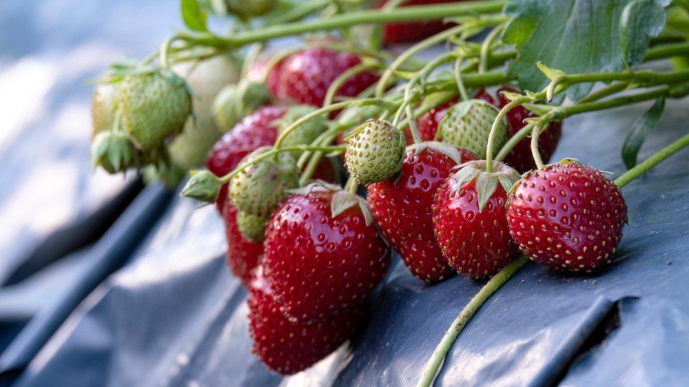 Zuviel Regen: Jetzt werden die Erdbeeren knapp