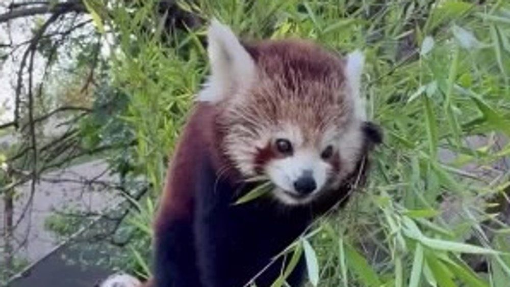 Little adventure: Red pandas escape from zoo