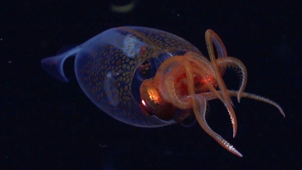 Sensation: Forscher filmen erstmals lebenden Koloss-Kalmar
