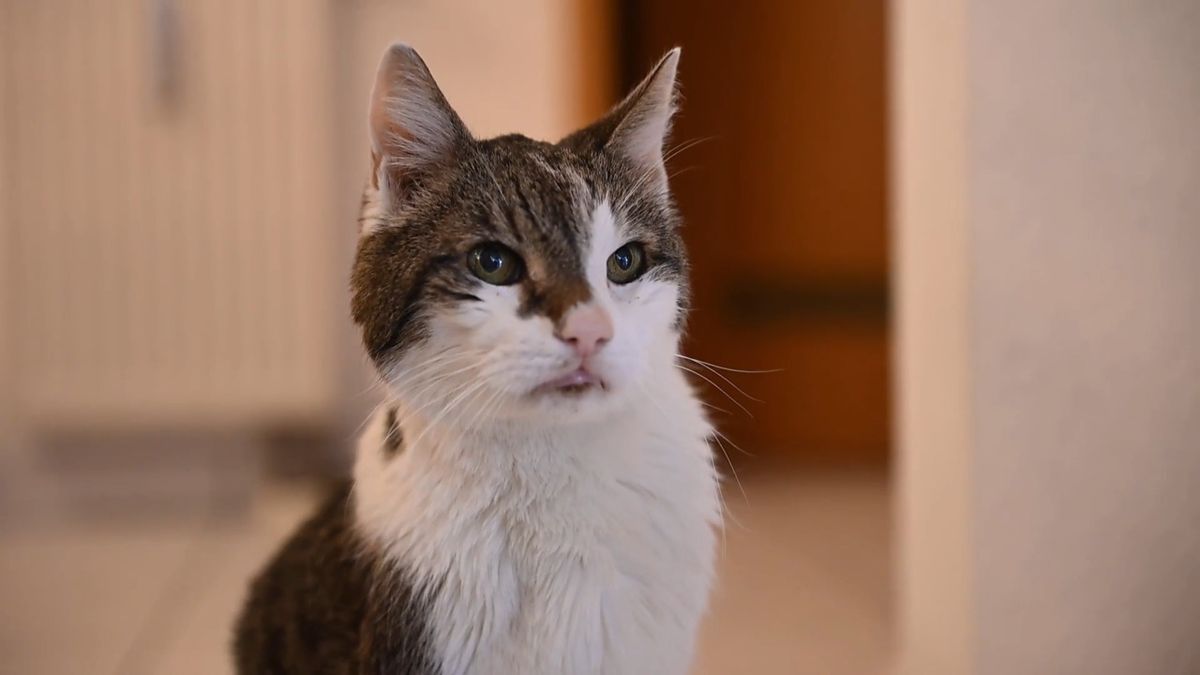 Post für die Katz: Rundfunk-Bescheid für Kater Moritz