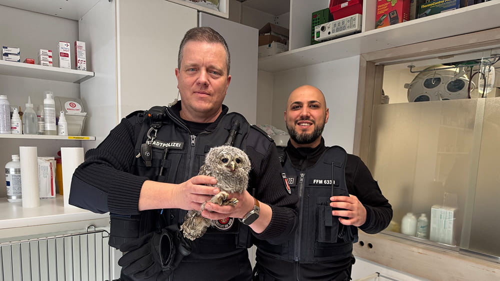 Kauz-Einsatz in Frankfurt: Stadtpolizei rettet Jungvogel